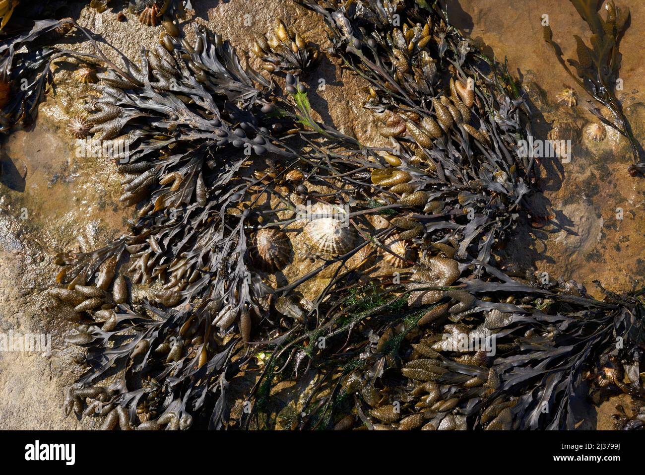 Variety of seaweed species hi-res stock photography and images - Alamy