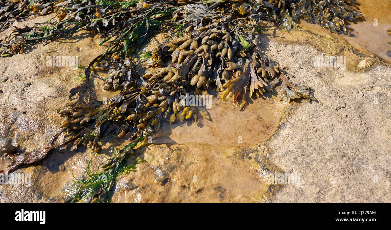Variety of seaweed species hi-res stock photography and images - Alamy