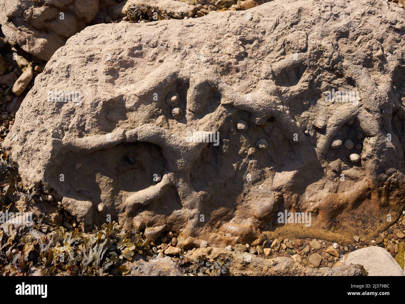 Remains of fossils in a rock Stock Photo - Alamy