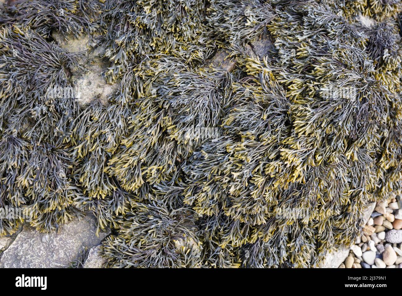 Variety of seaweed species hi-res stock photography and images - Alamy