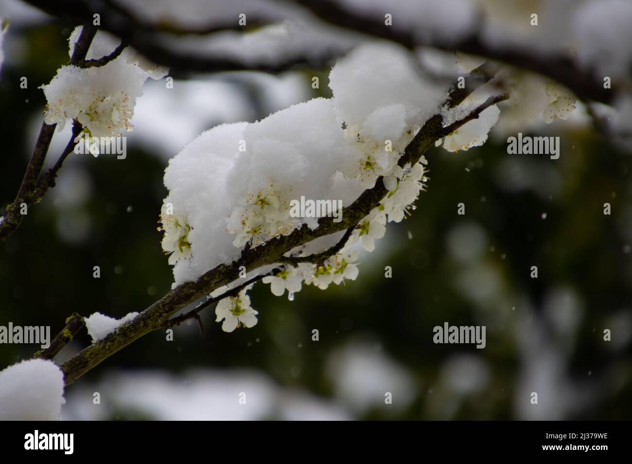 Snow on cherry blossom hi-res stock photography and images - Alamy