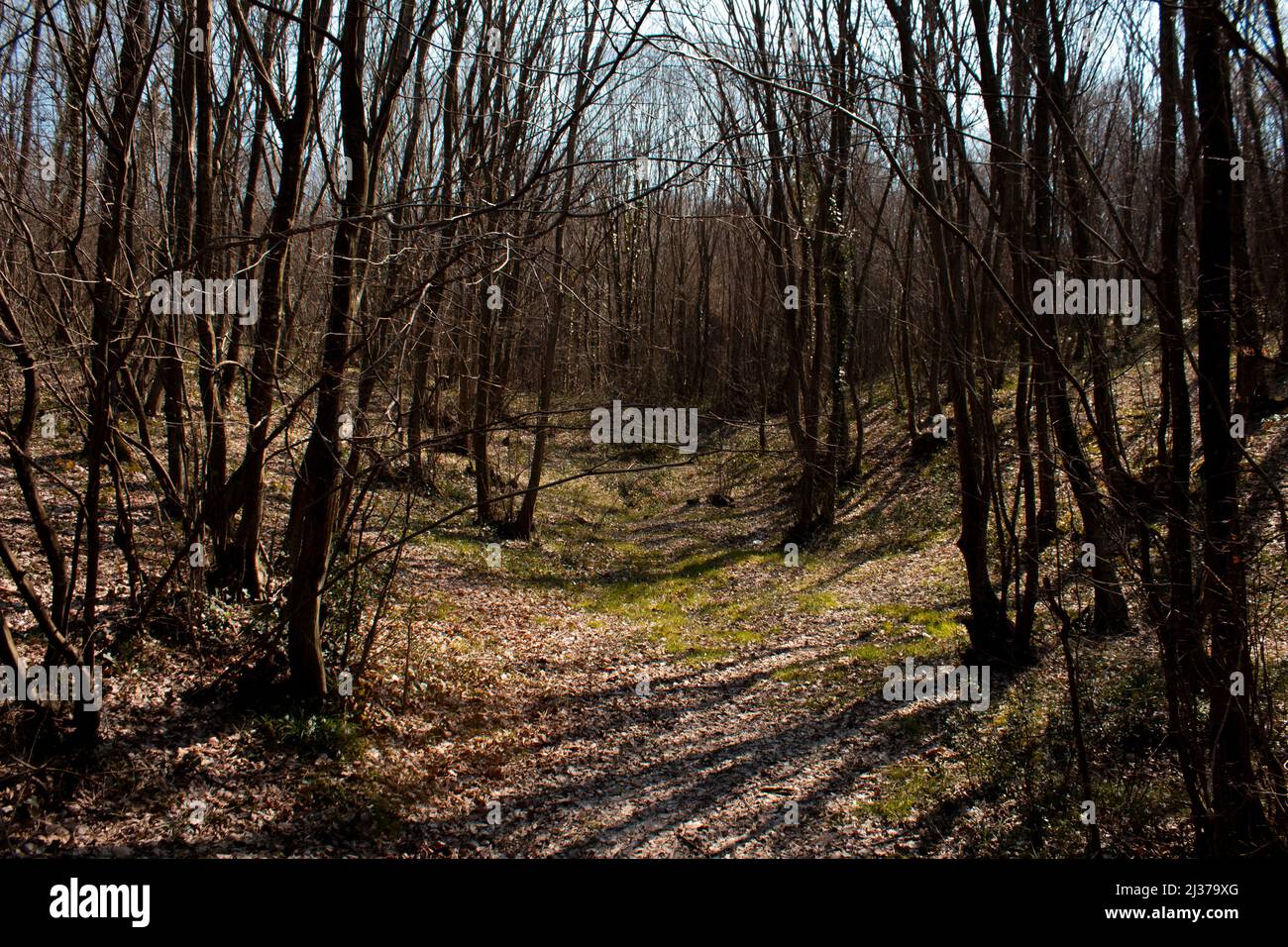 Forest path with leaves on floor, muddy and rocky road in nature ...