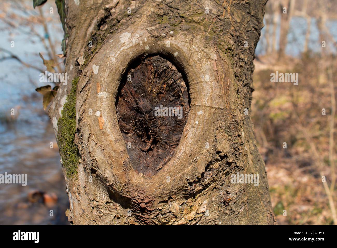 To Kill A Mockingbird Tree Hole