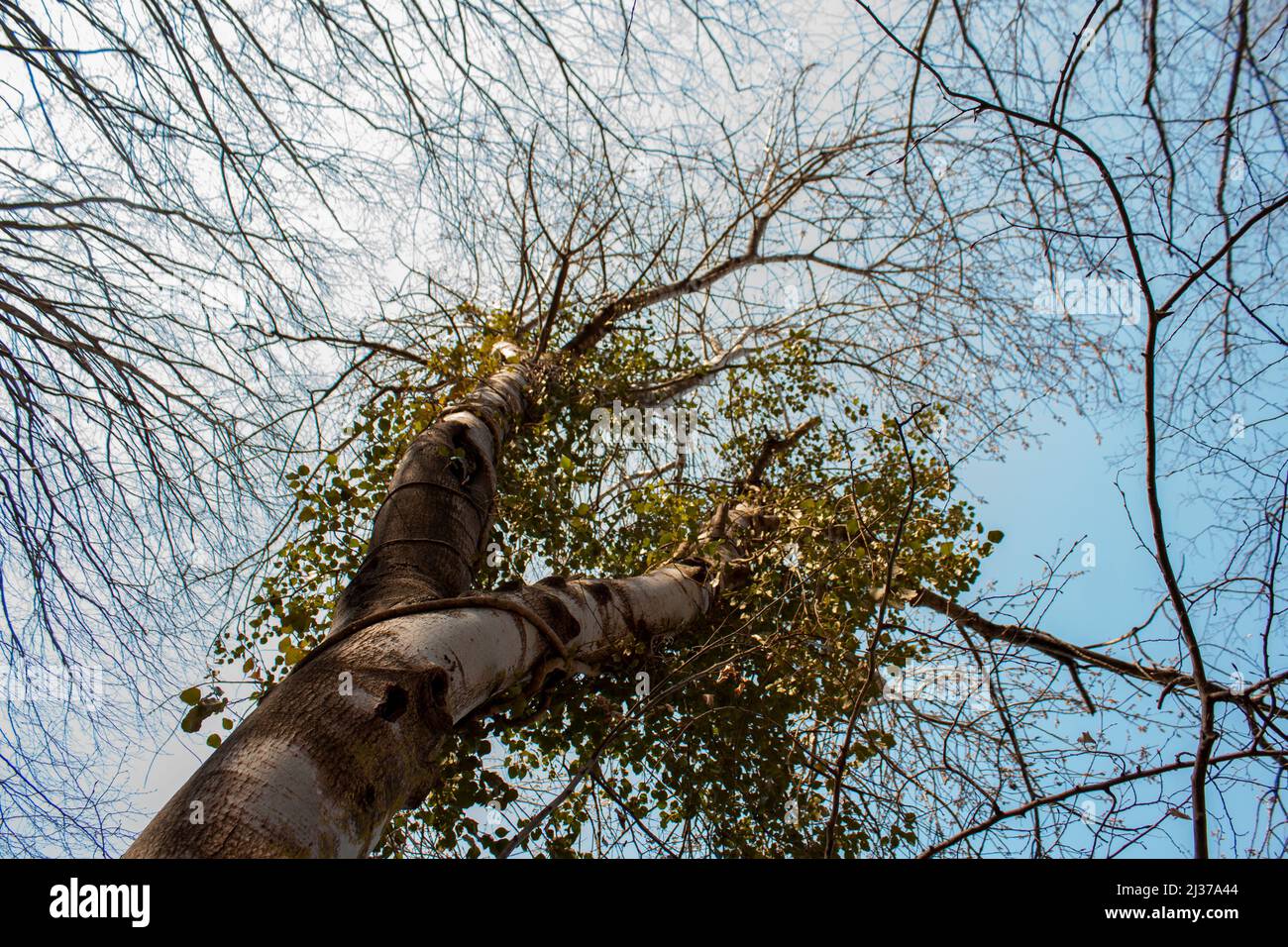 Tree and sky from below, sunlight beams appear between tree branches ...