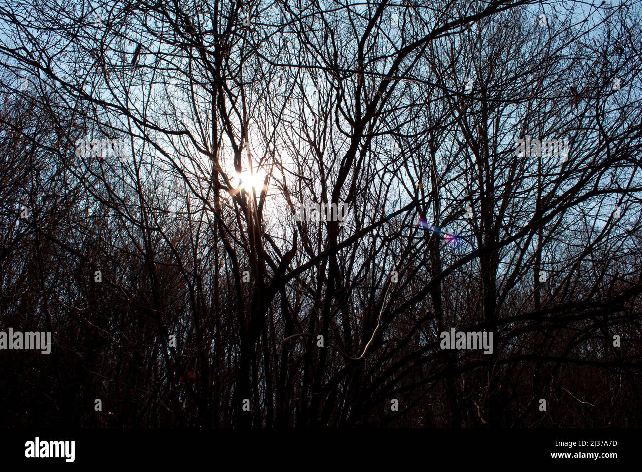 Beams of light between trees hi-res stock photography and images - Alamy