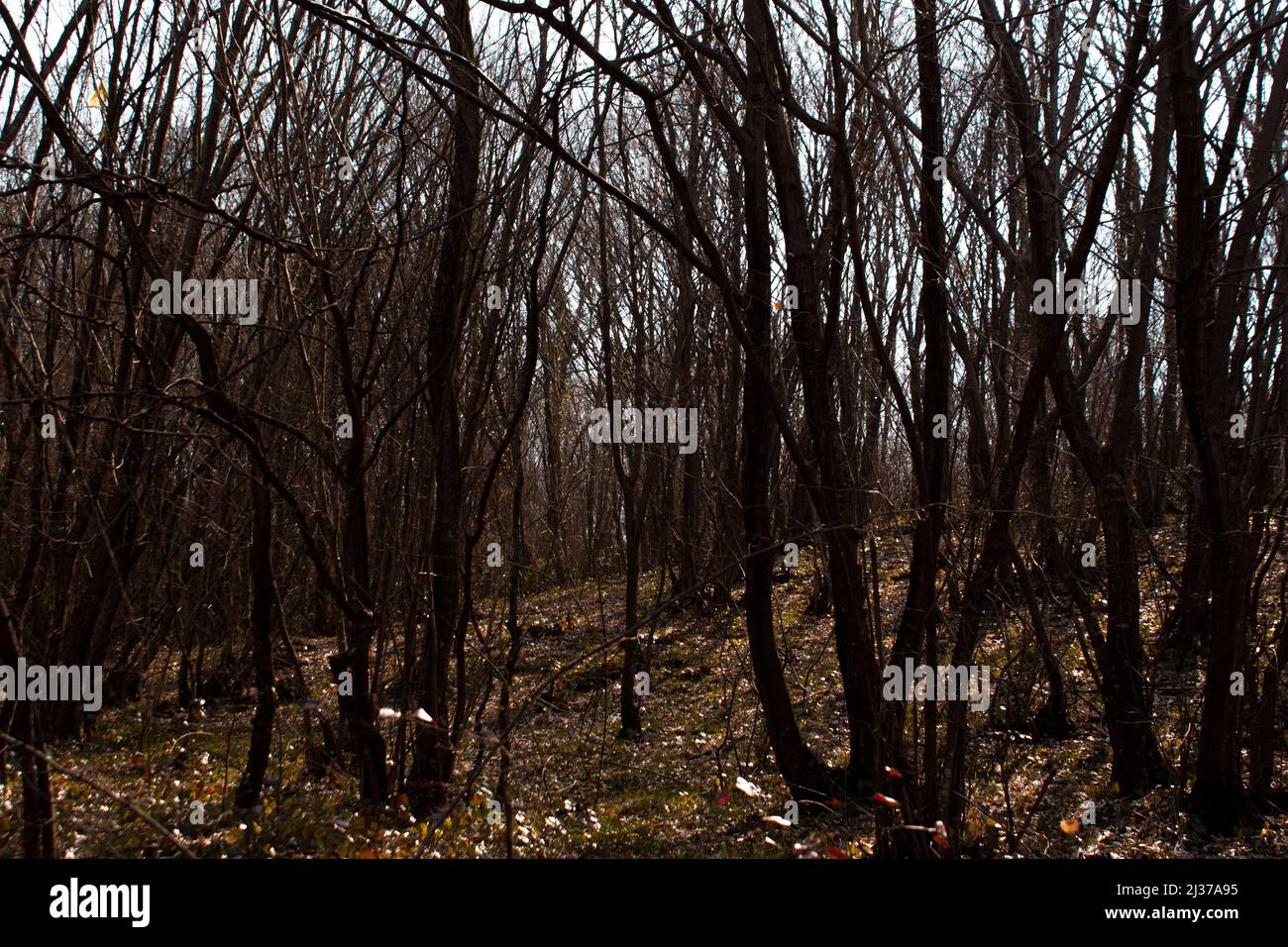 Forest path with leaves on floor, muddy and rocky road in nature ...