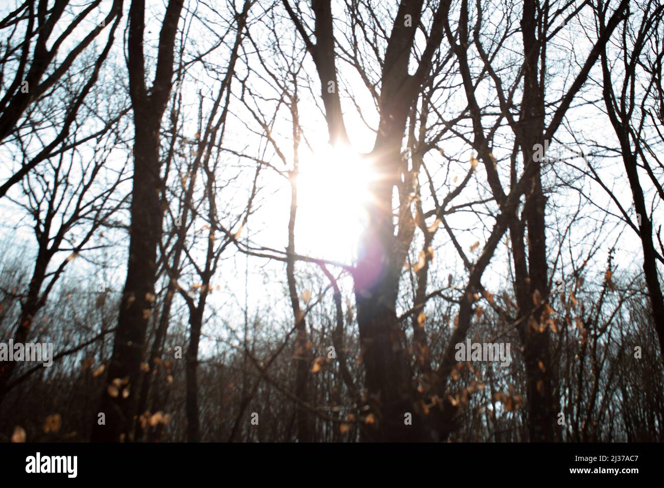 Blurred sunset forest background, sunlight beams appears between tree ...