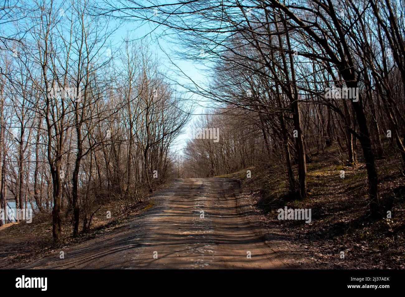 Forest path with leaves on the floor, muddy and rocky road in nature ...