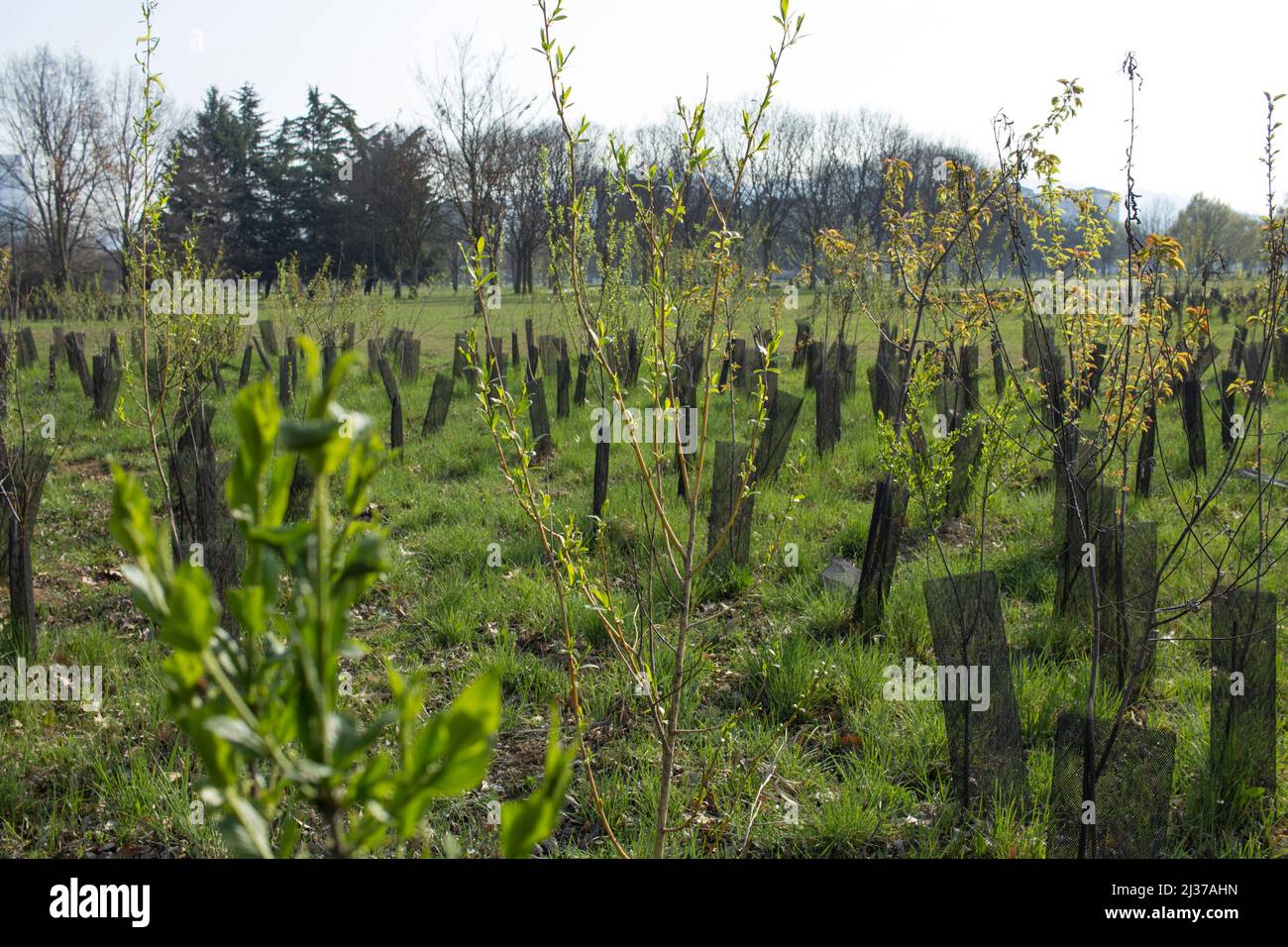 New trees hi-res stock photography and images - Alamy