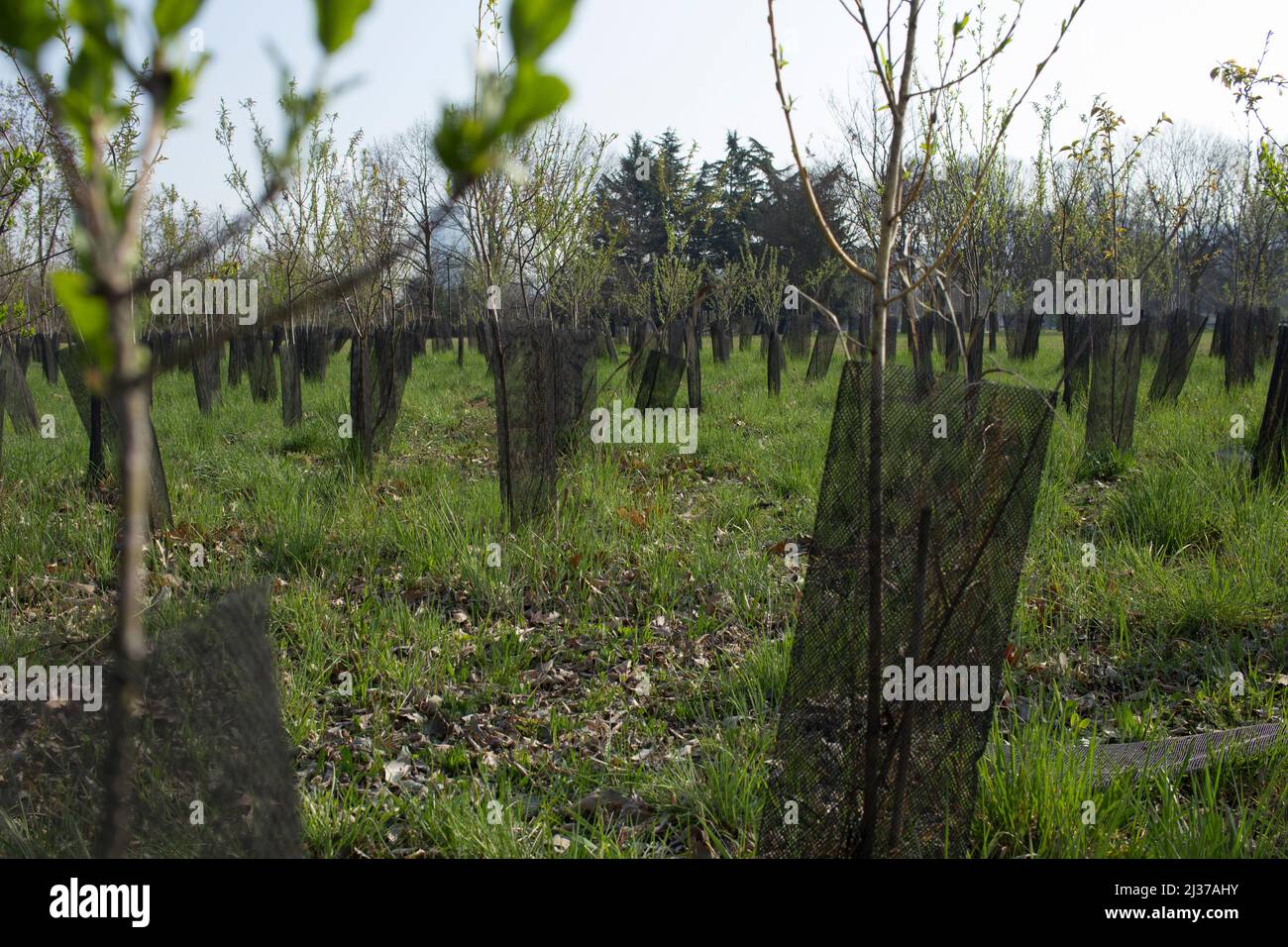 Planting in urban garden hi-res stock photography and images - Alamy