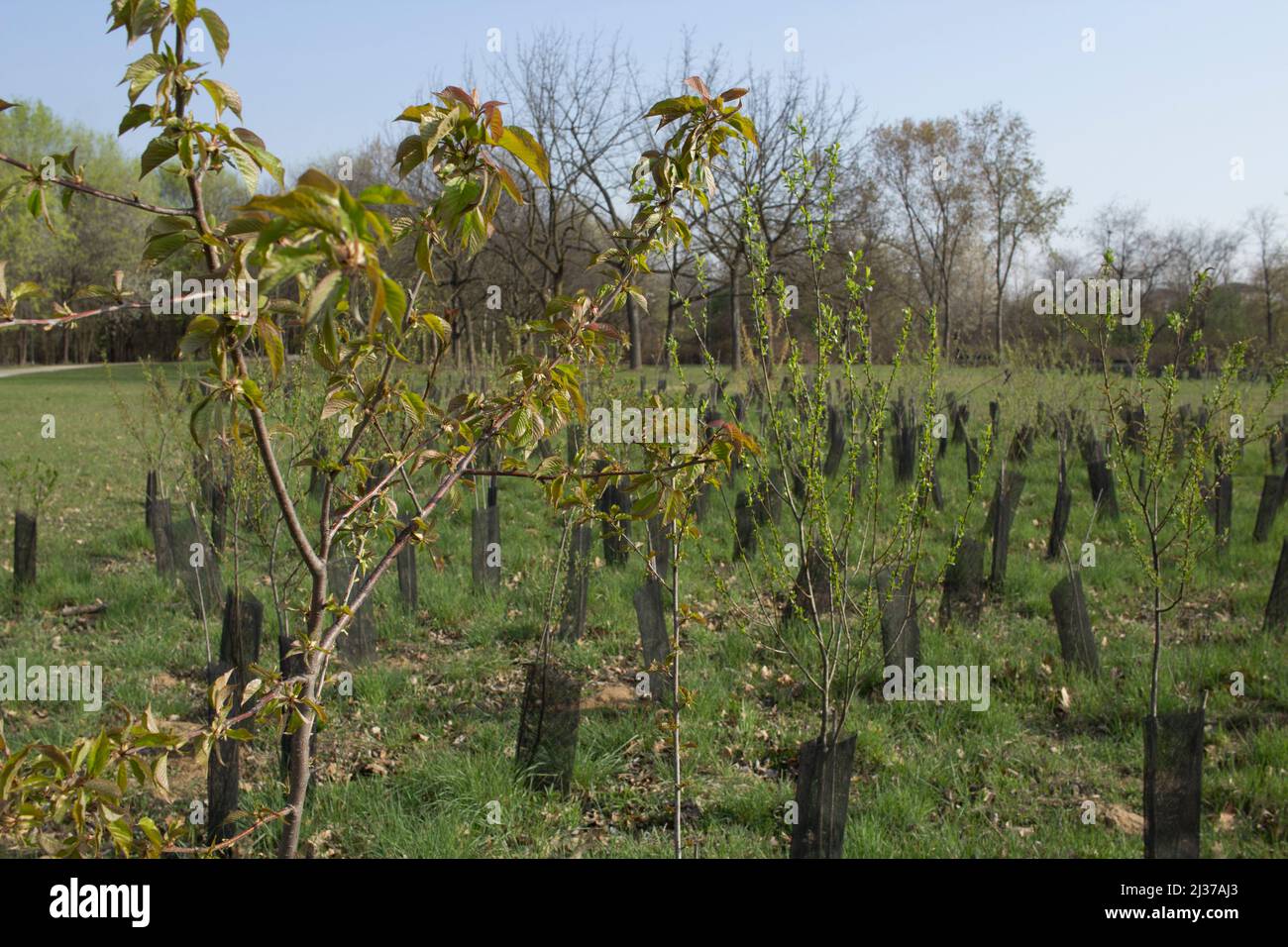 Planting of new trees in a city park Stock Photo - Alamy