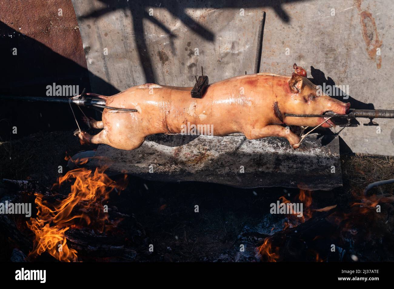 Food for pig hi-res stock photography and images - Alamy