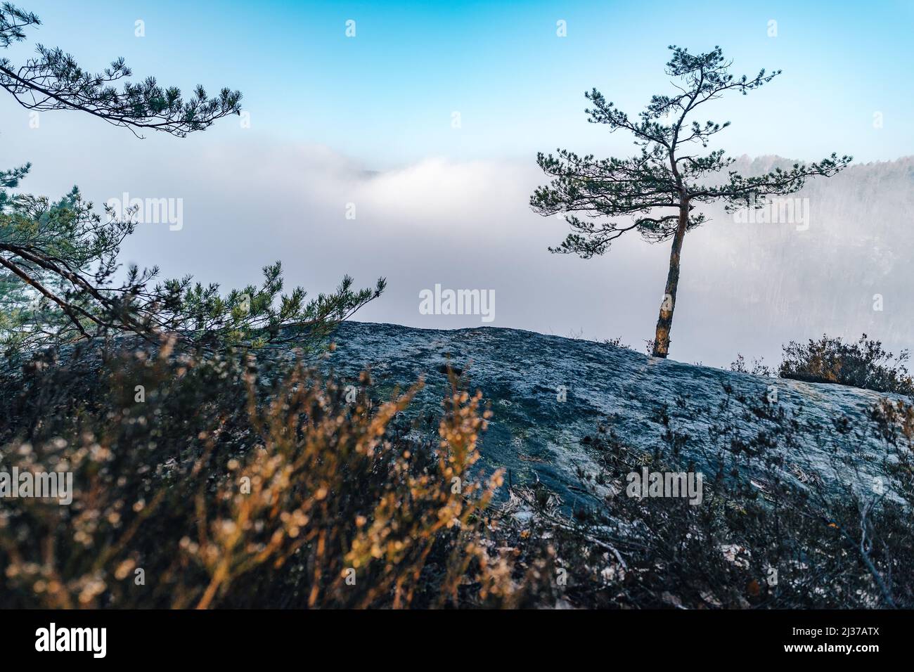 A pine tree standing on top of a sandstone rock tower above Elbe Valley ...