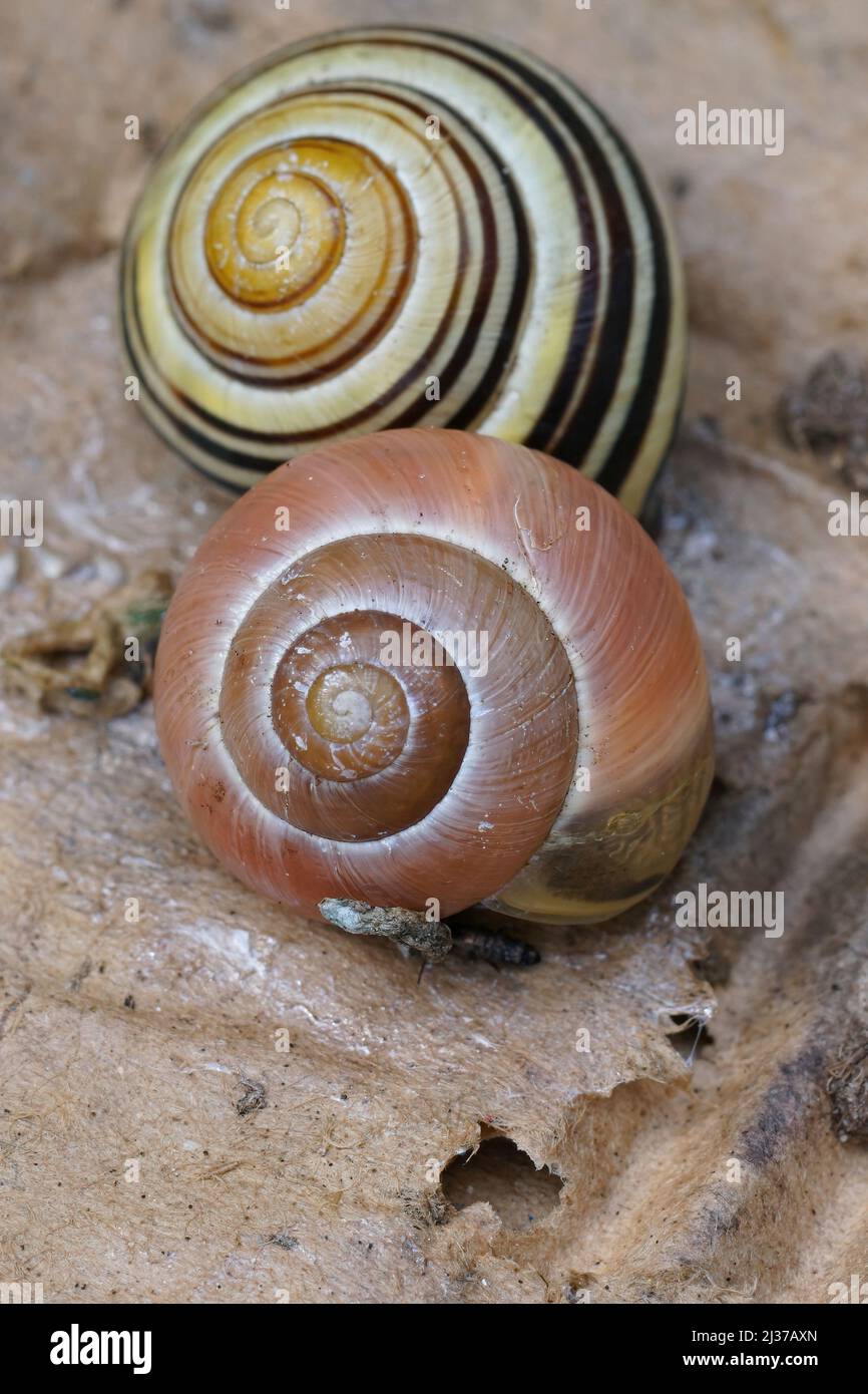 Vertical closeup on 2 different colorations of the white-lipped, garden ...