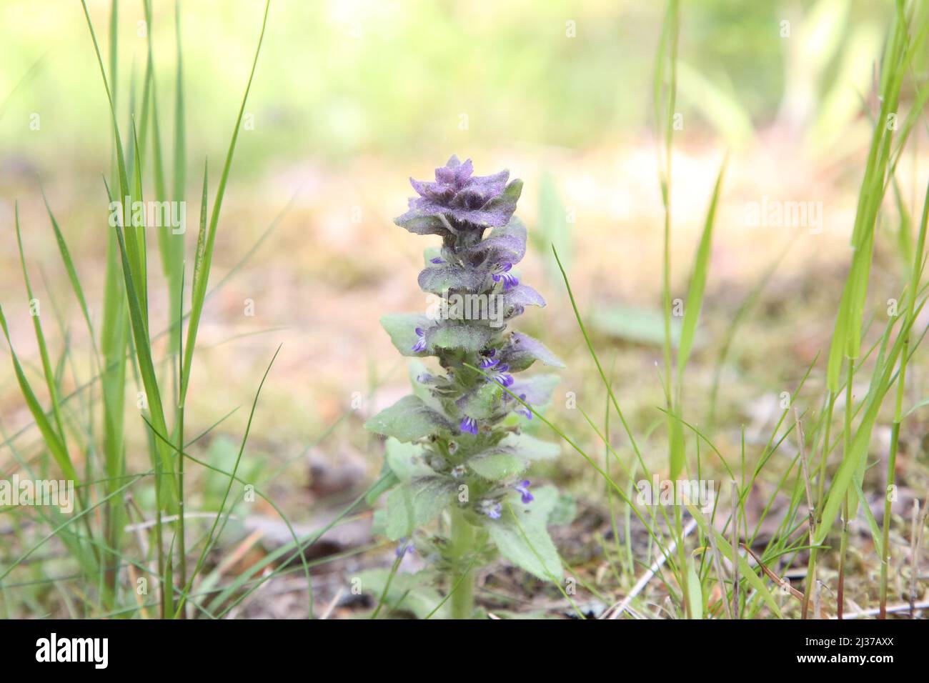 Pyramidal bugle hi-res stock photography and images - Alamy