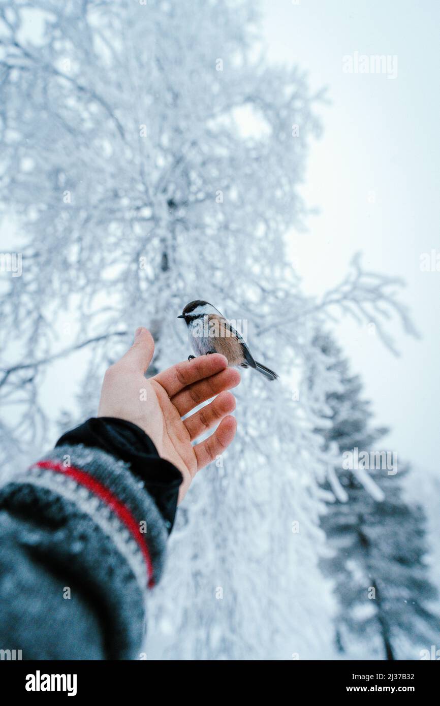 Curios little bird came to say hello in Finnish Lapland Stock Photo - Alamy