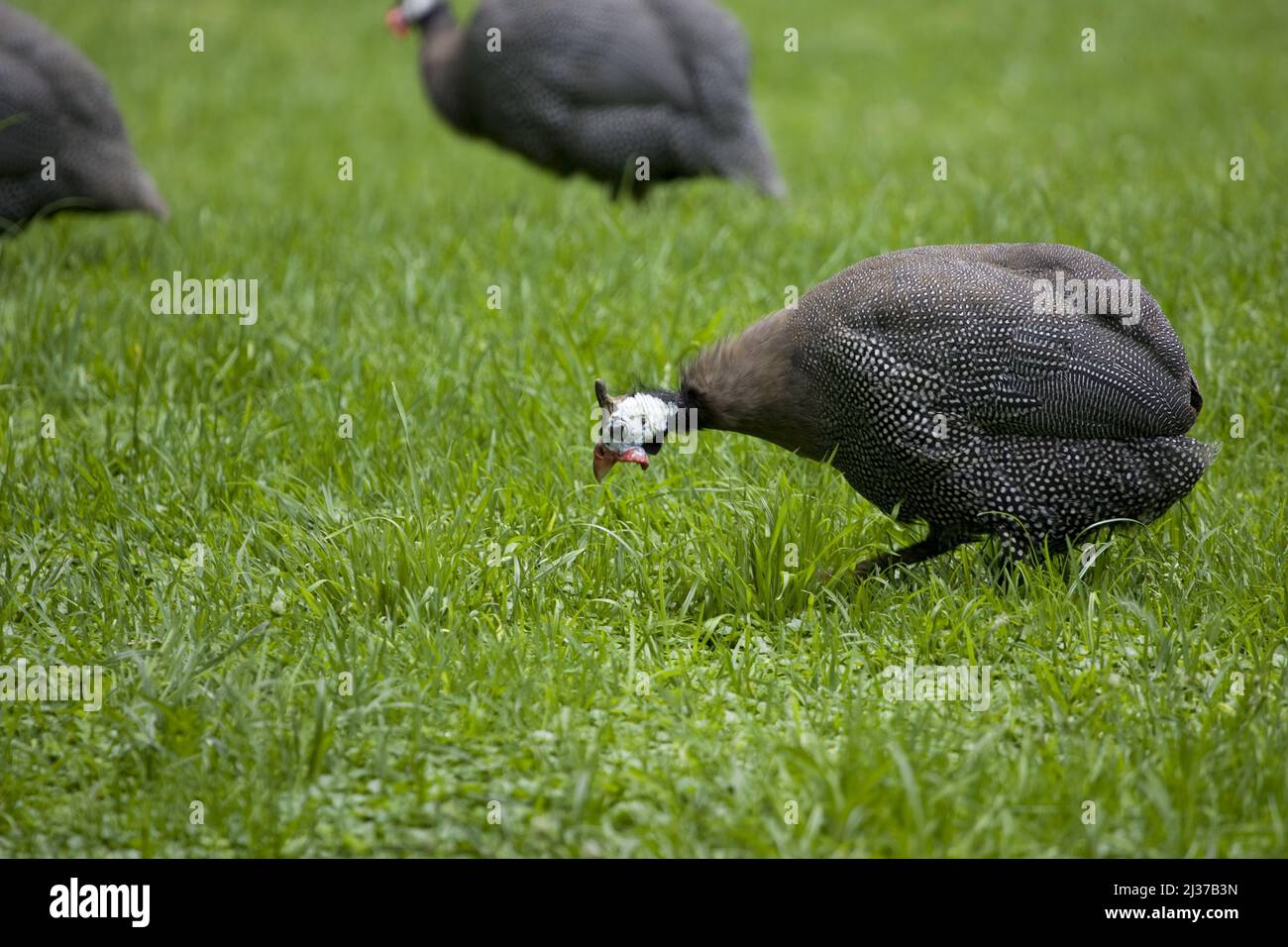 Guinea Fowl on the hunt for a bite near one of the Lodges of Volcanoes ...