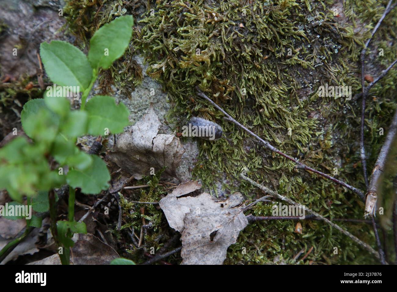 Roly poly grass hi-res stock photography and images - Alamy