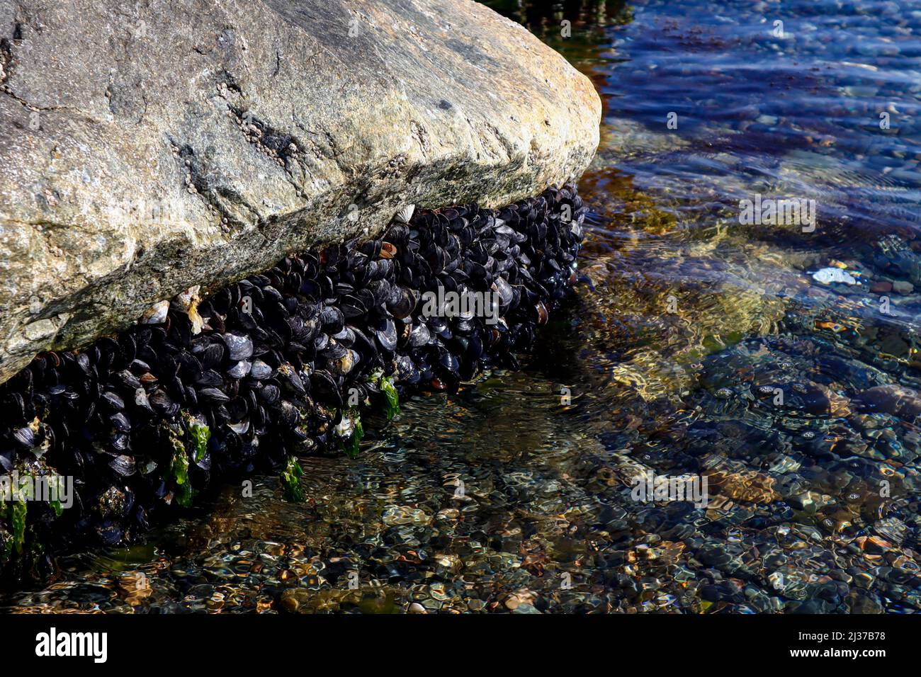 Bunch of mussels in the water, mussels gathered around a big rock in ...