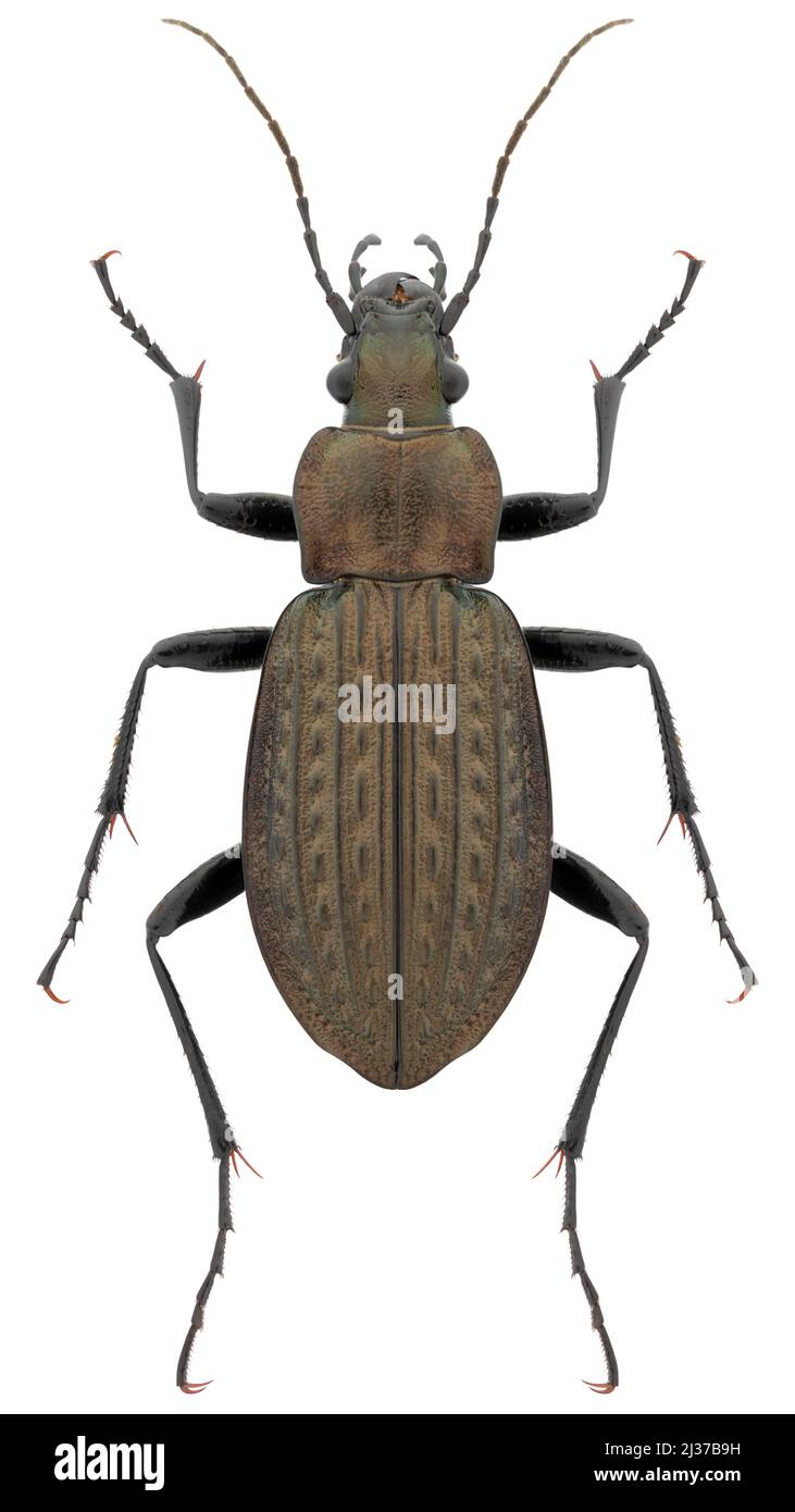 Ground beetle species Carabus granulatus, trivial name: granulated ...
