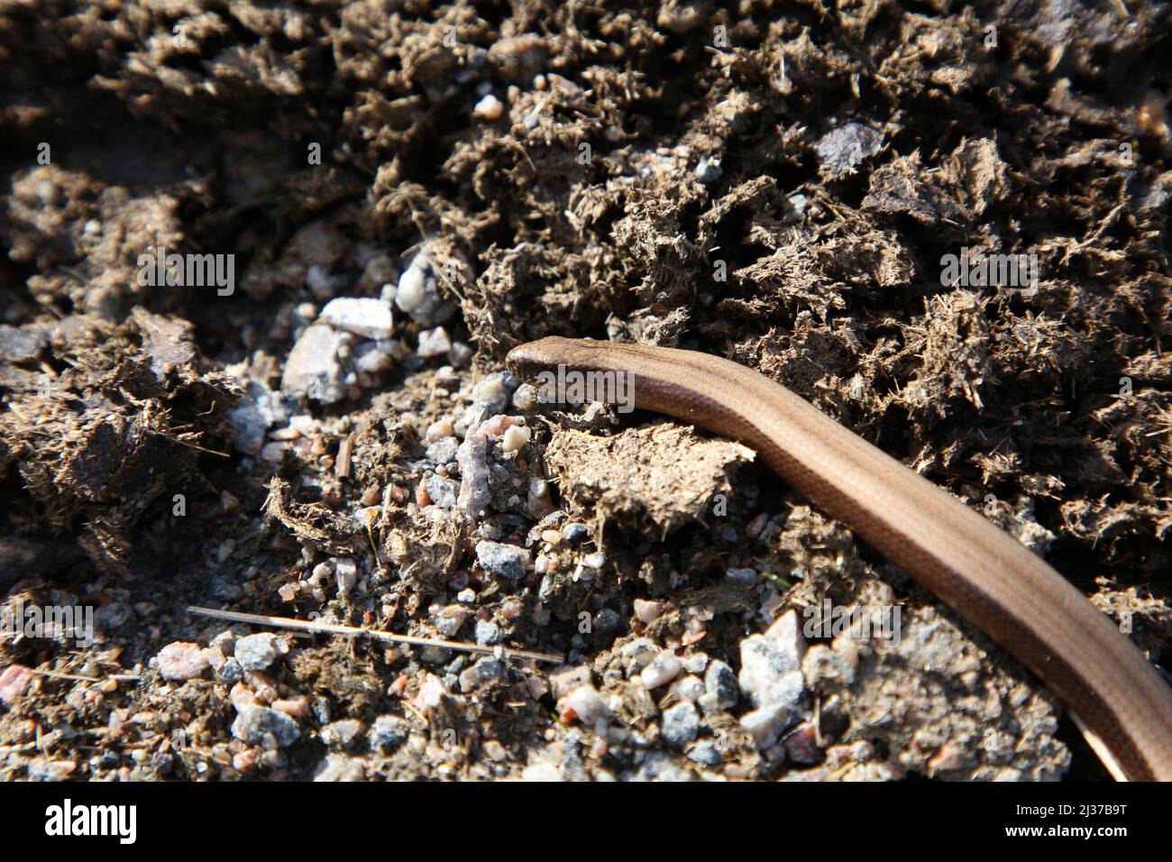 The legless lizard slow worm Stock Photo - Alamy