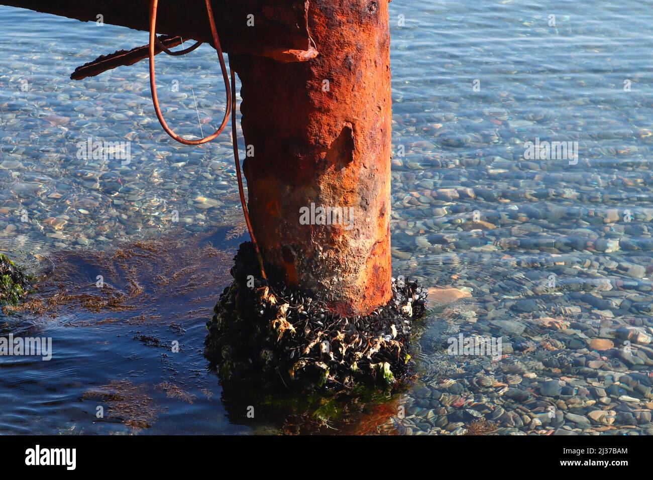 Gathered mussels hi-res stock photography and images - Alamy