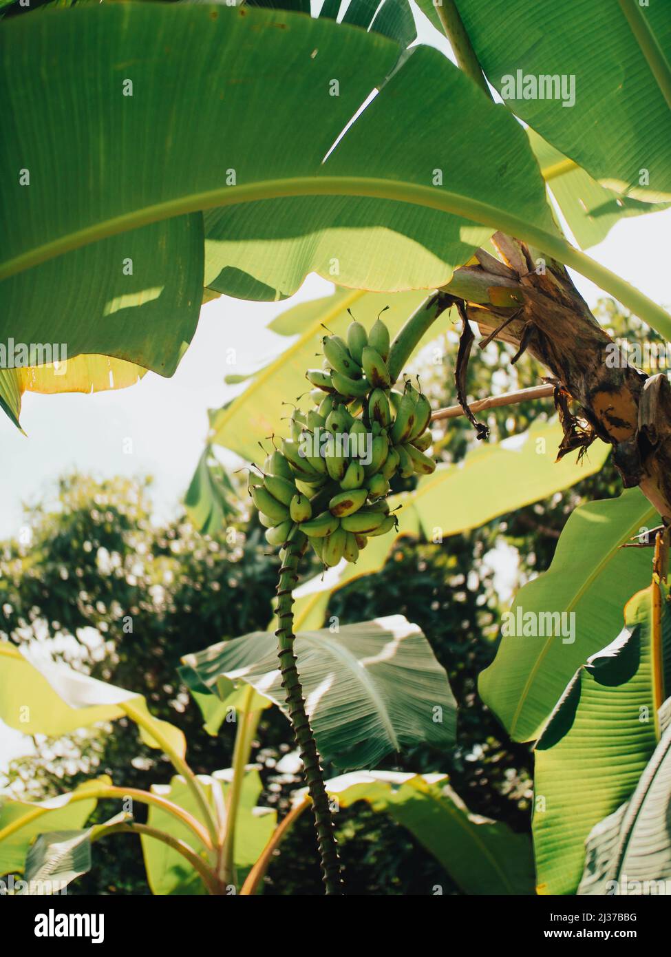 Exotic panama fruit in summer Stock Photo - Alamy