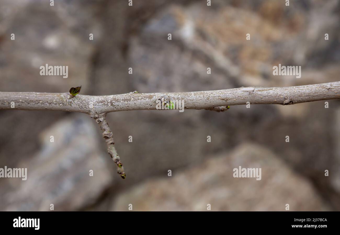 Spring is coming, nature comes to life. Selective focus and close up ...