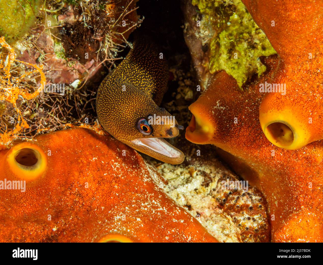 An underwater scene with moray fish Stock Photo - Alamy