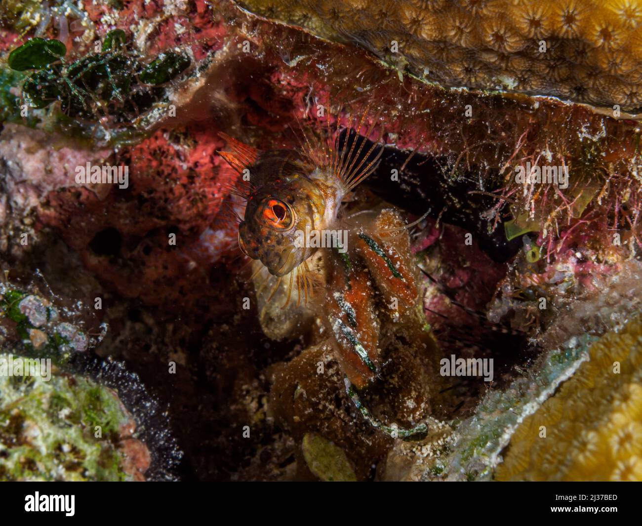 An underwater scene with tropical fish Stock Photo - Alamy