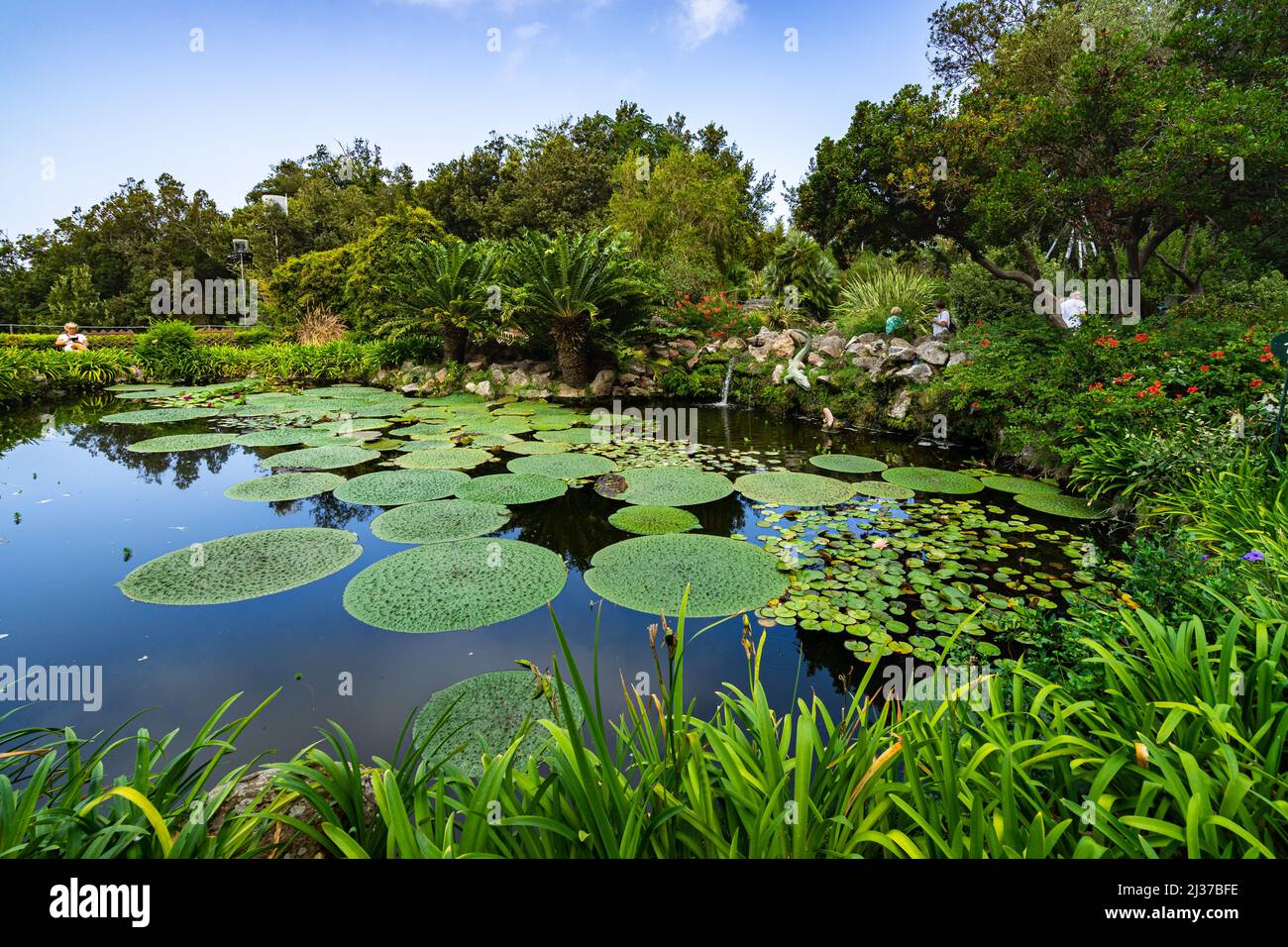 The scenic Crocodile Pond with aquatic plants at La Mortella Garden ...