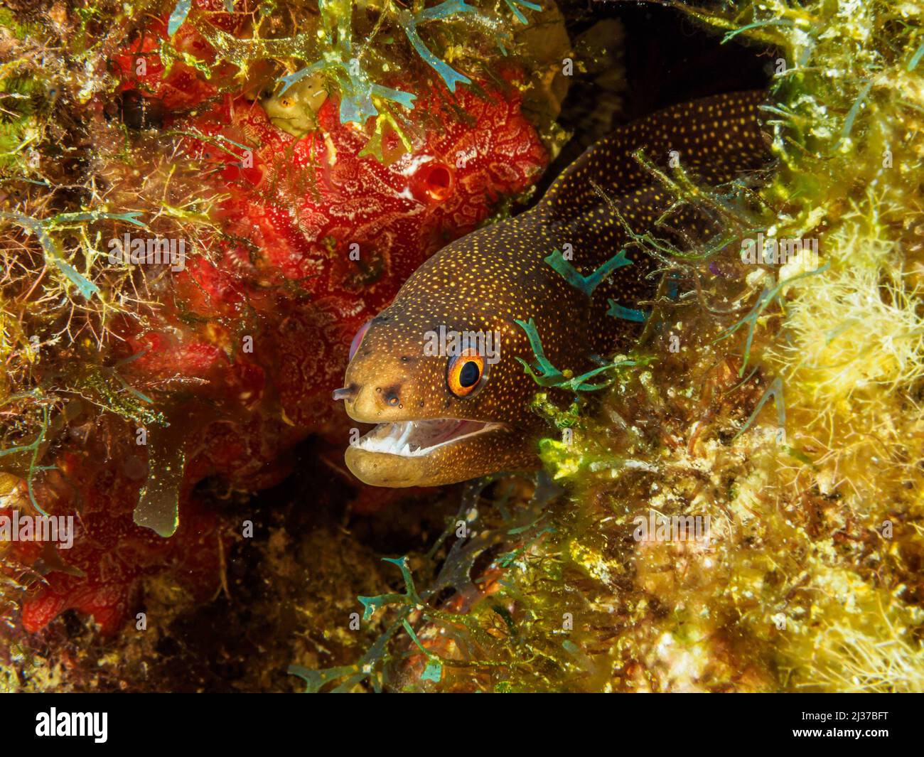 An underwater scene with moray fish Stock Photo - Alamy
