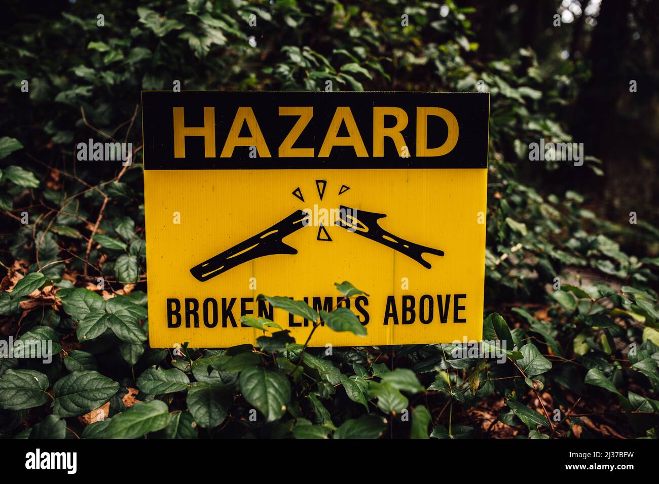 yellow hazard sign. broken limbs above. tree safety warning in ...