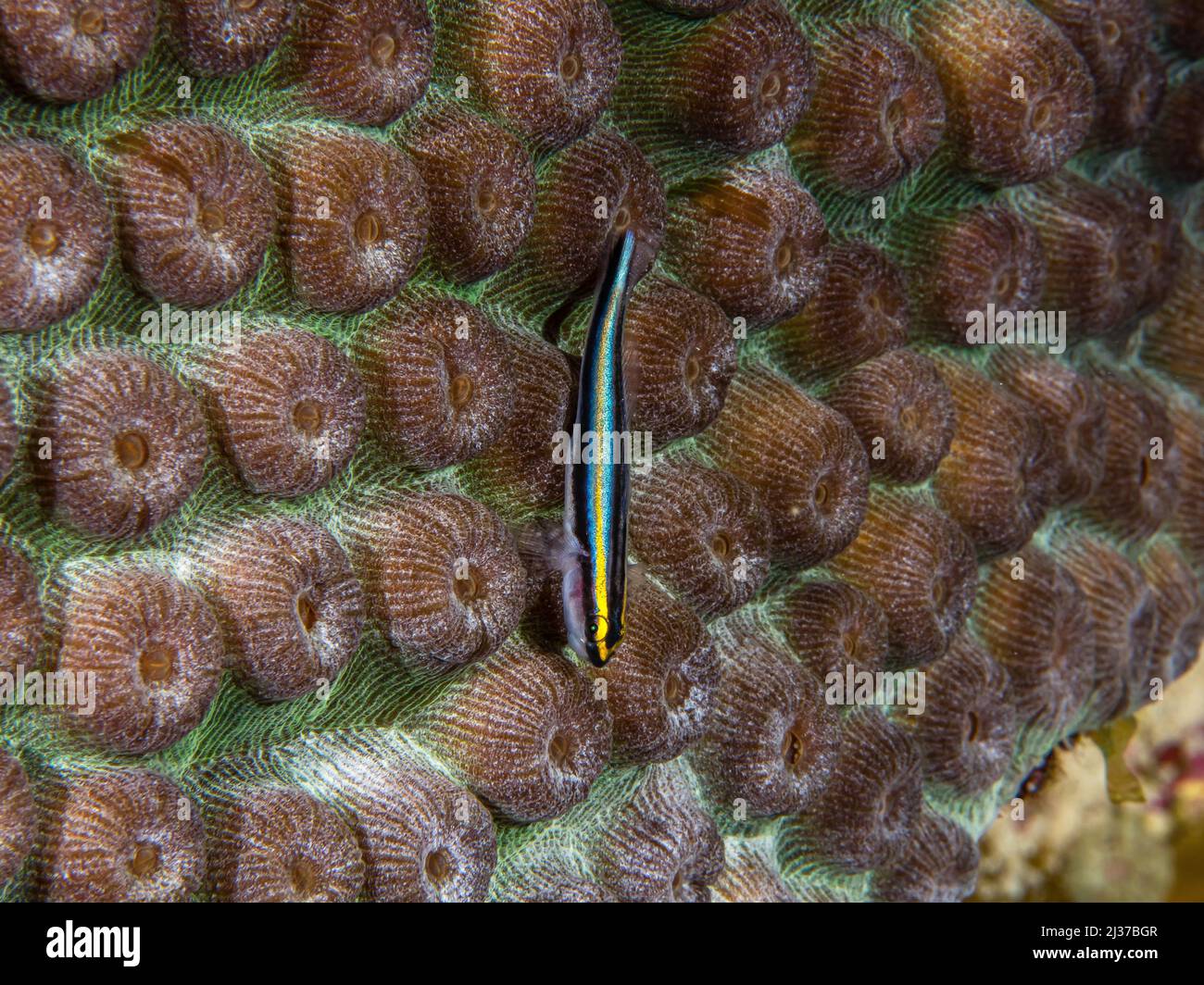 An underwater scene with tropical fish Stock Photo - Alamy