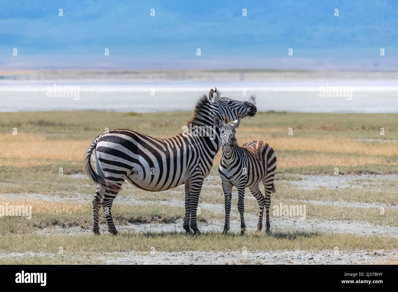 The mother and baby zebras in the wilderness in Tanzania savannah on a ...