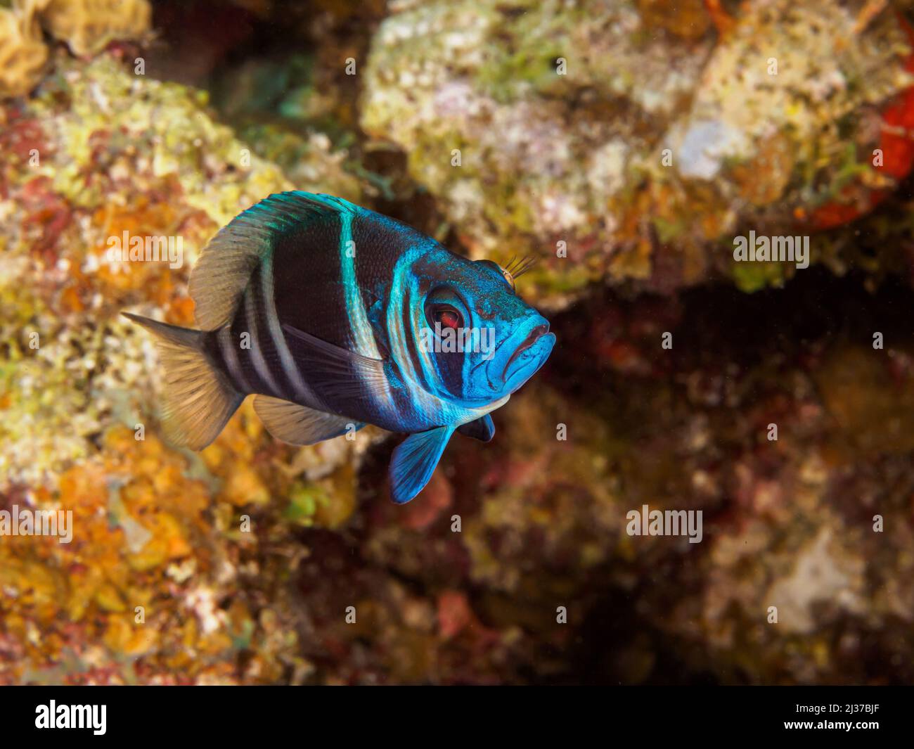 An underwater scene with tropical fish Stock Photo - Alamy