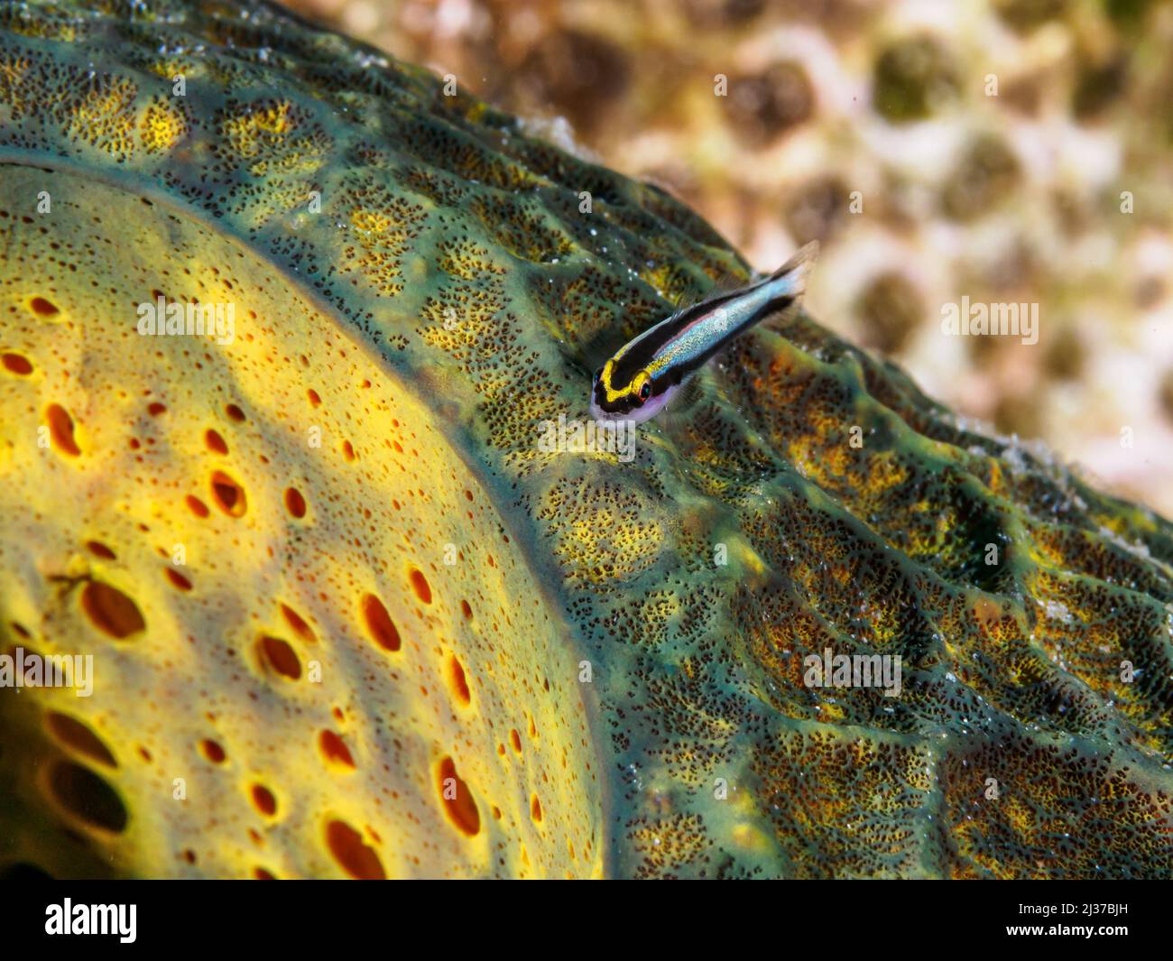 An underwater scene with tropical fish Stock Photo - Alamy