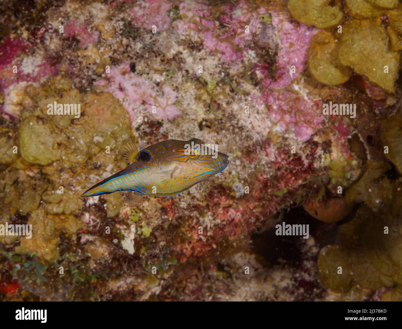 An underwater scene with tropical fish Stock Photo - Alamy