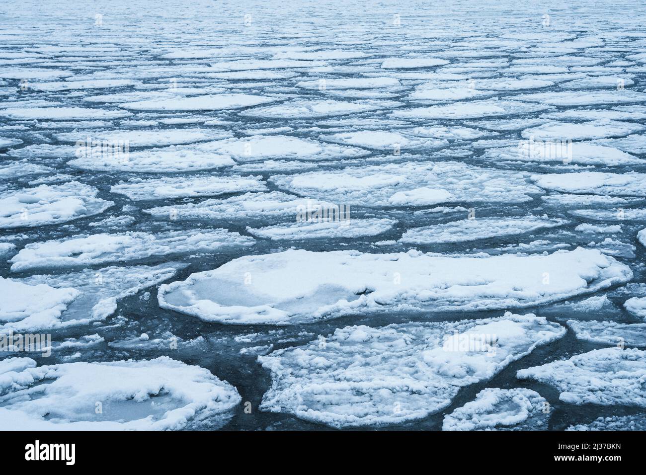 Ice rafts floating in icy water Stock Photo - Alamy