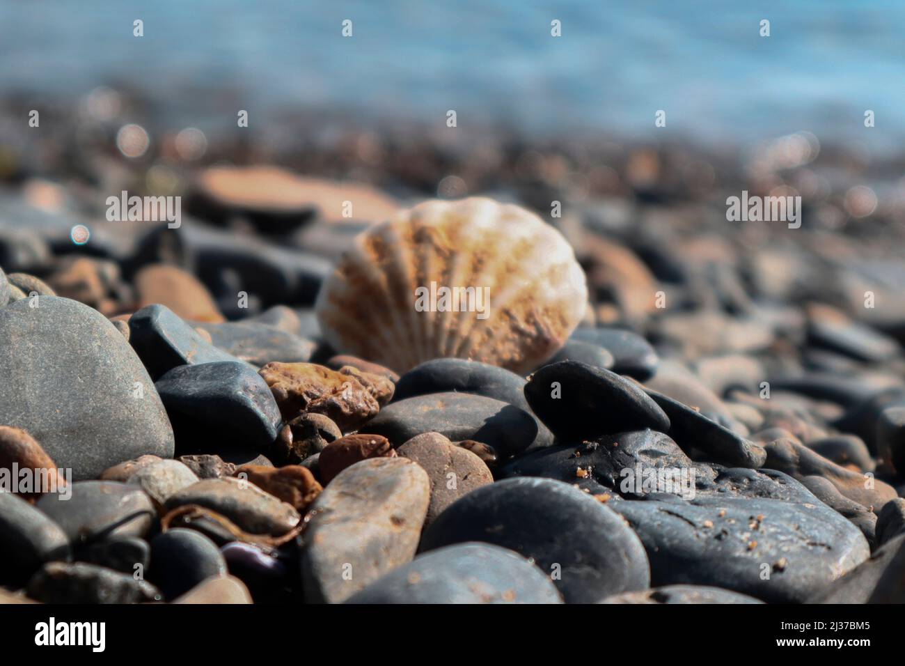 Seashell stuck in pebble, cool colors pebble beach coast and shell ...