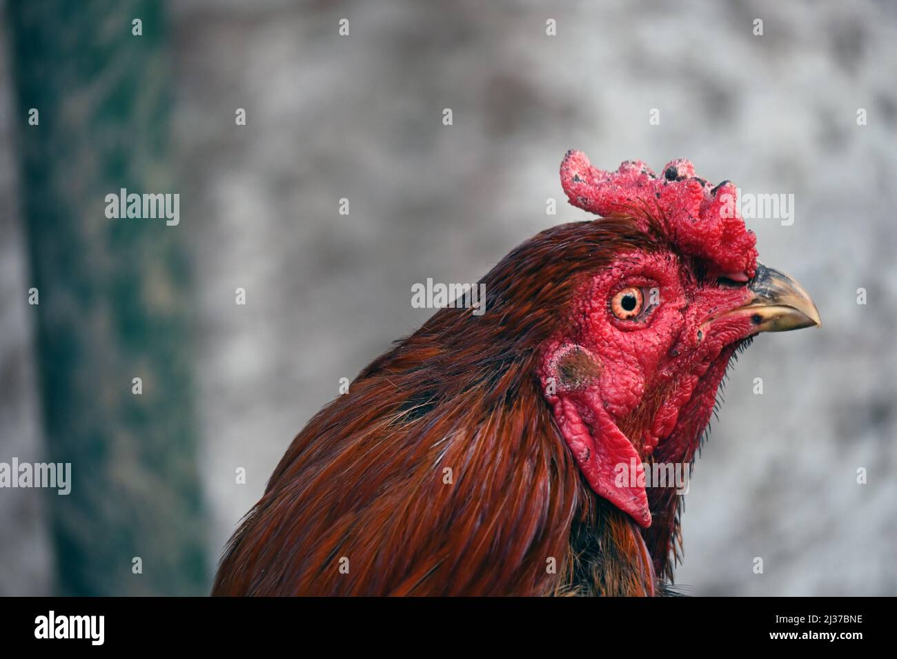 White cockerel hi-res stock photography and images - Alamy