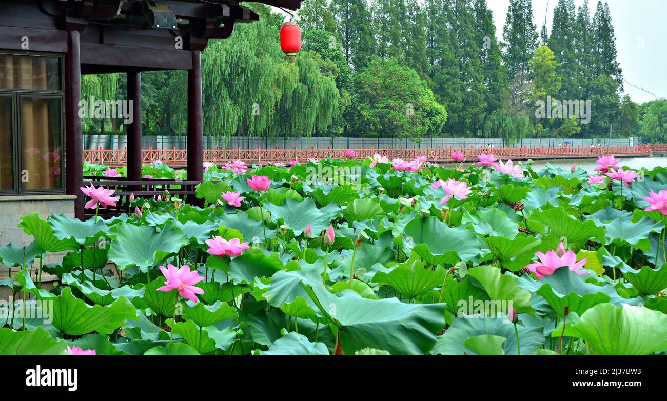 A house surrounded by lotus flowers with trees in the background Stock ...
