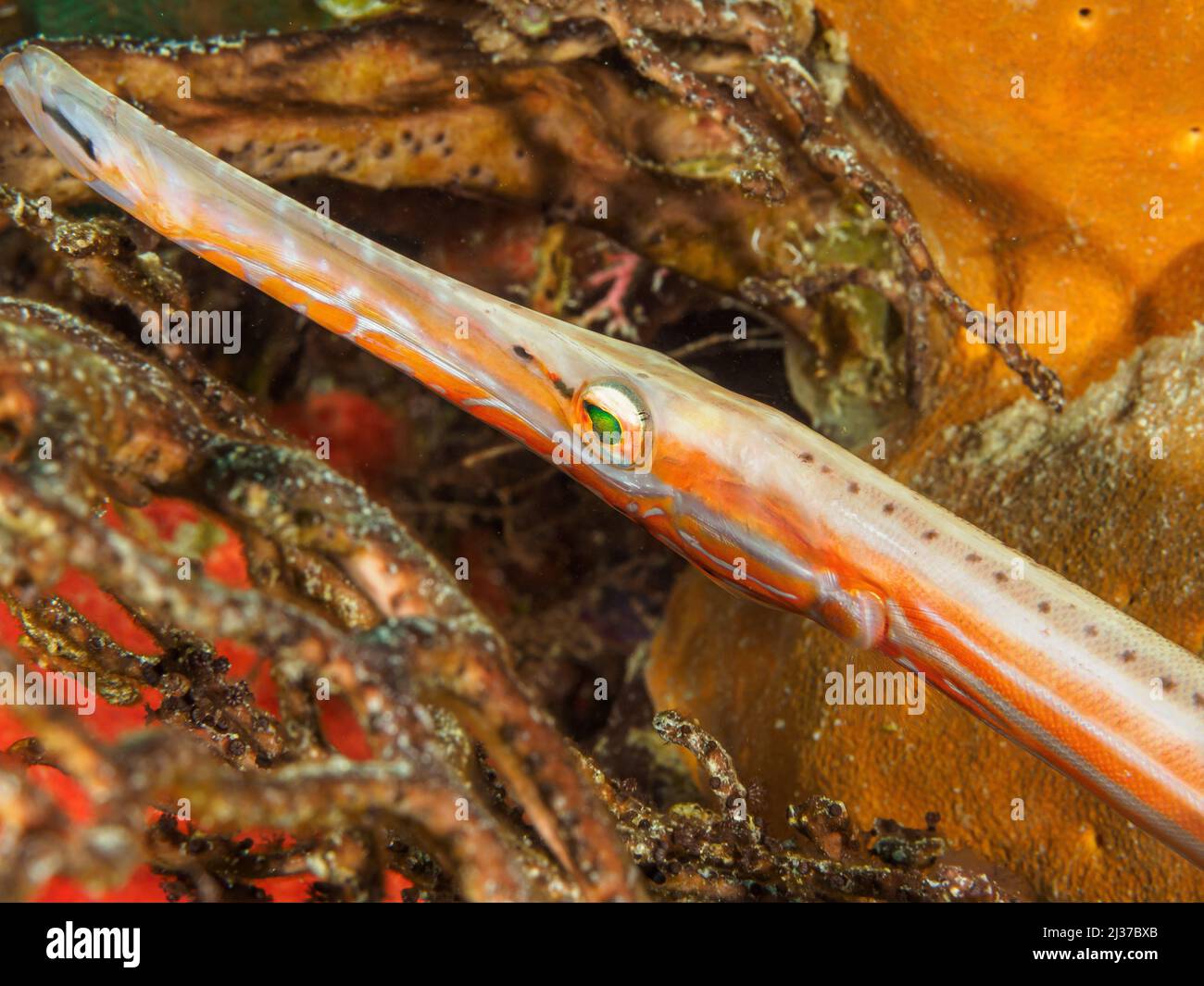 An underwater scene with needlefish Stock Photo - Alamy