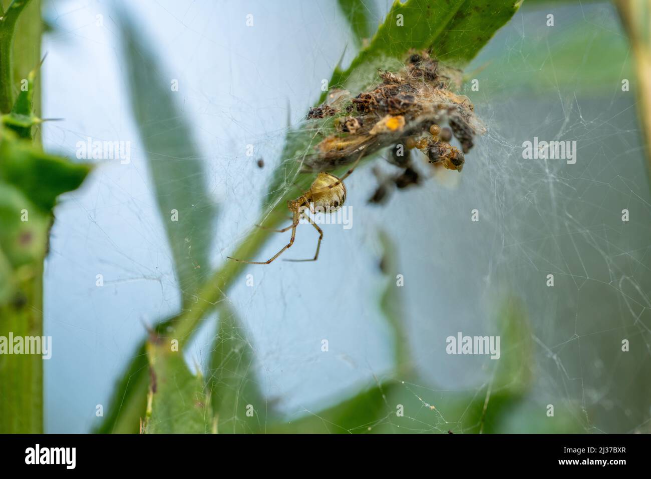 Trapped bees hi-res stock photography and images - Alamy