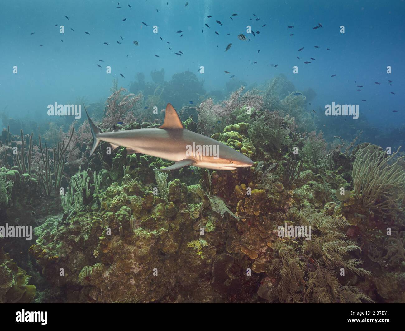 An underwater scene with reef shark Stock Photo - Alamy