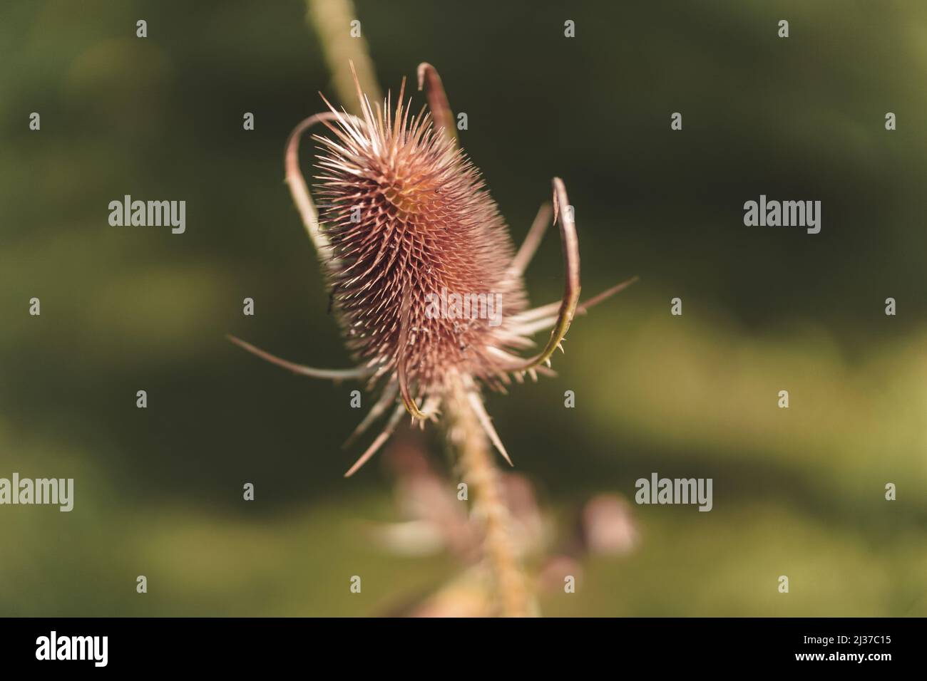 A macro focus shot of a wild teasel plant in the garden in bright ...