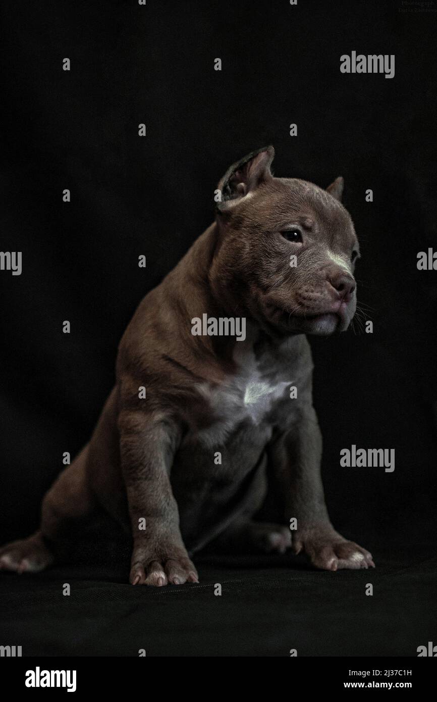 A cute young American bully isolated in a dark background Stock Photo ...
