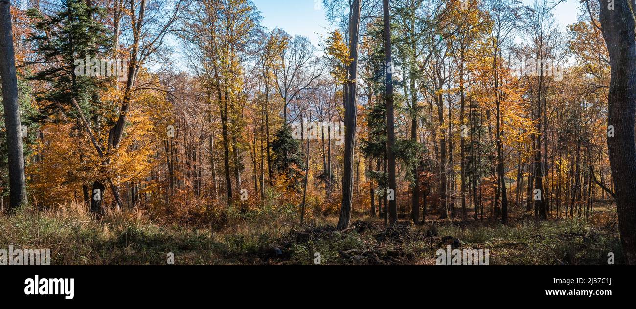 A scenic view of autumn trees in Slovakia forest Stock Photo - Alamy