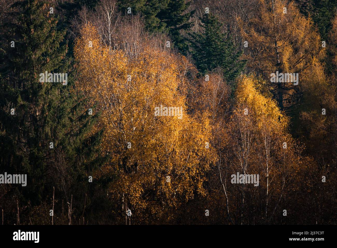 A scenic view of autumn trees in Slovakia forest Stock Photo - Alamy
