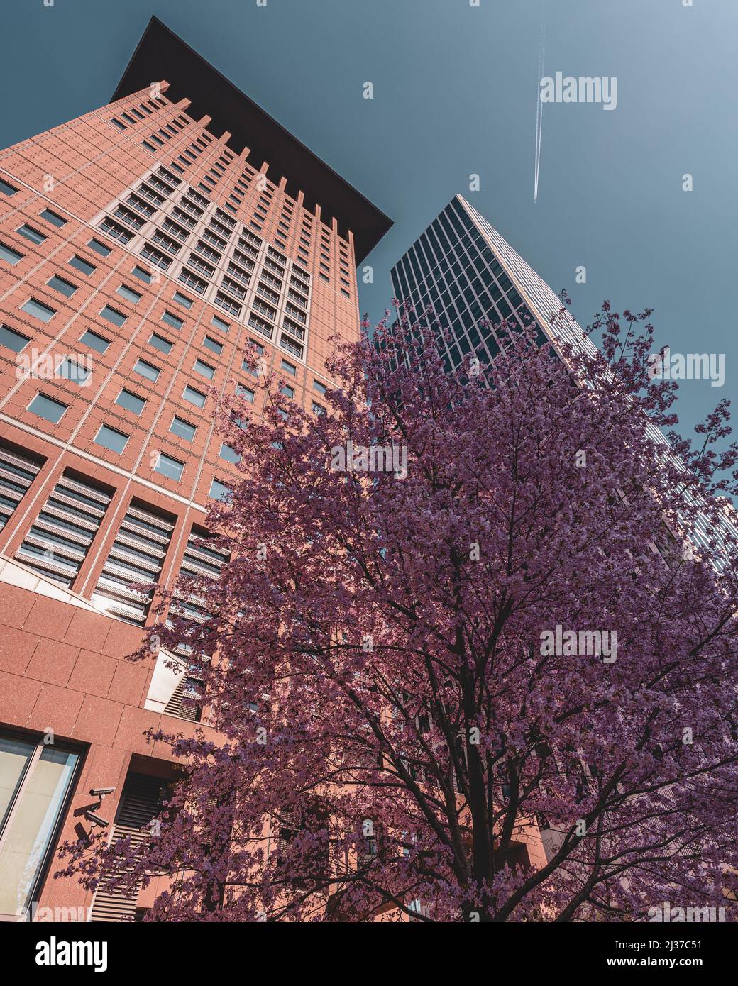 A vertical low angle shot of modern buildings with magnolia tree Stock ...